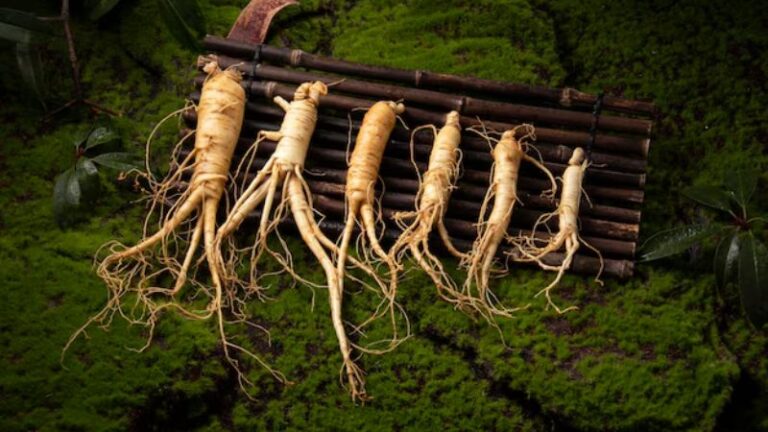 Hồng sâm 6 năm tuổi: Vì sao được xem là "vua của các loại sâm"? - Sâm ...